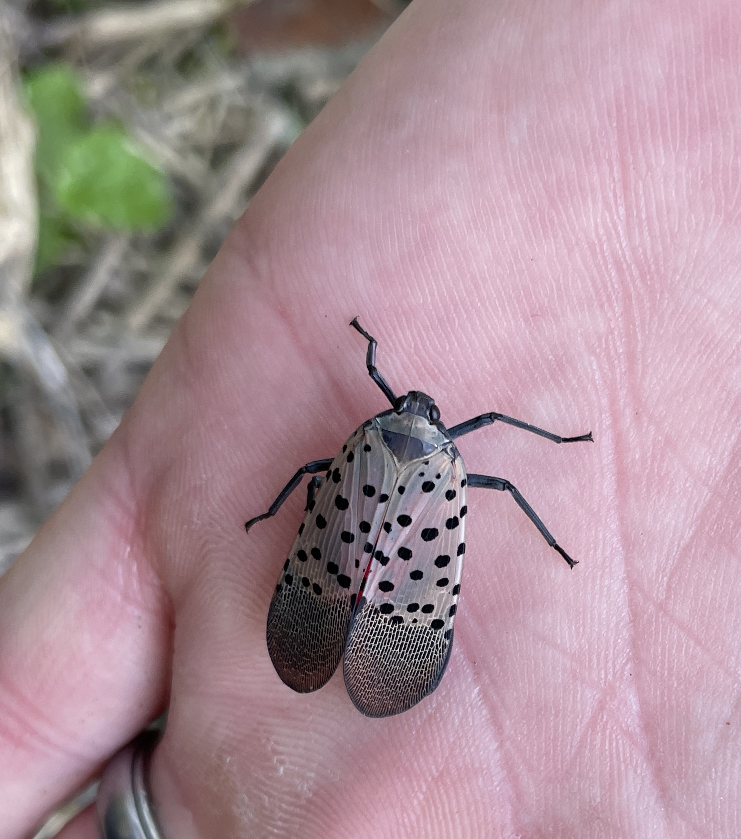 mi-trale.org — Michigan Trails and Recreation Alliance of Land and the ...